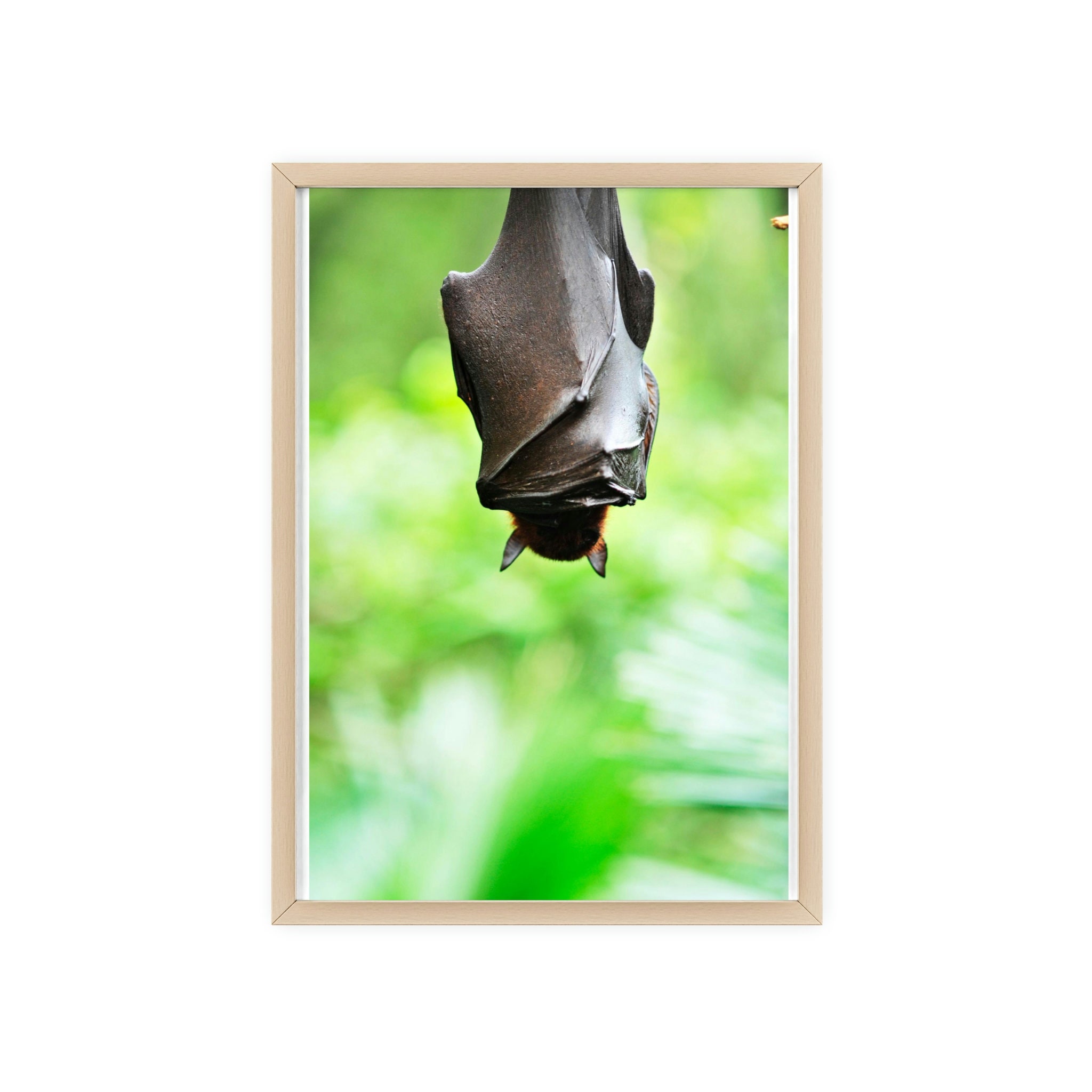 Bat Sleeping - Posters With Wooden Frame - Etsy