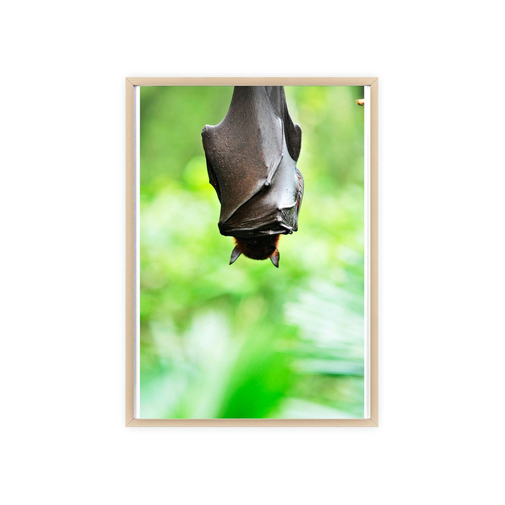 Bat Sleeping - Posters With Wooden Frame - Etsy
