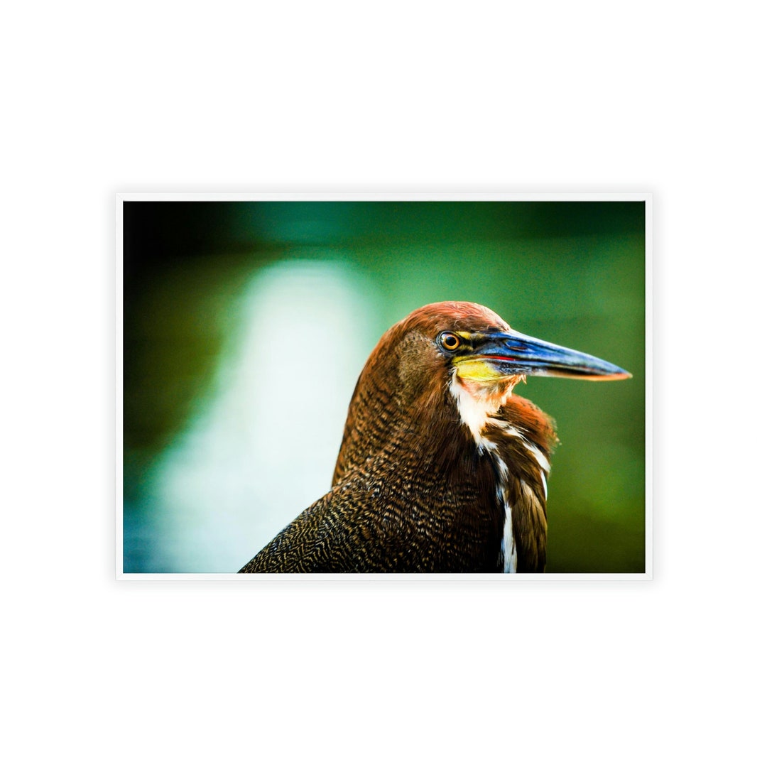 Amazon Bird 1 - Posters With Wooden Frame - Etsy