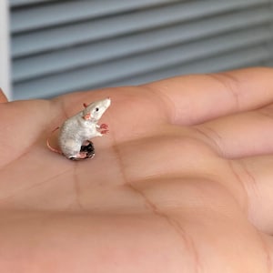 Miniature White Mouse, 1:12 Scale and 3D Printed (set of 2) - Etsy