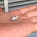 Miniature White Mouse, 1:12 Scale and 3D Printed (set of 2) - Etsy