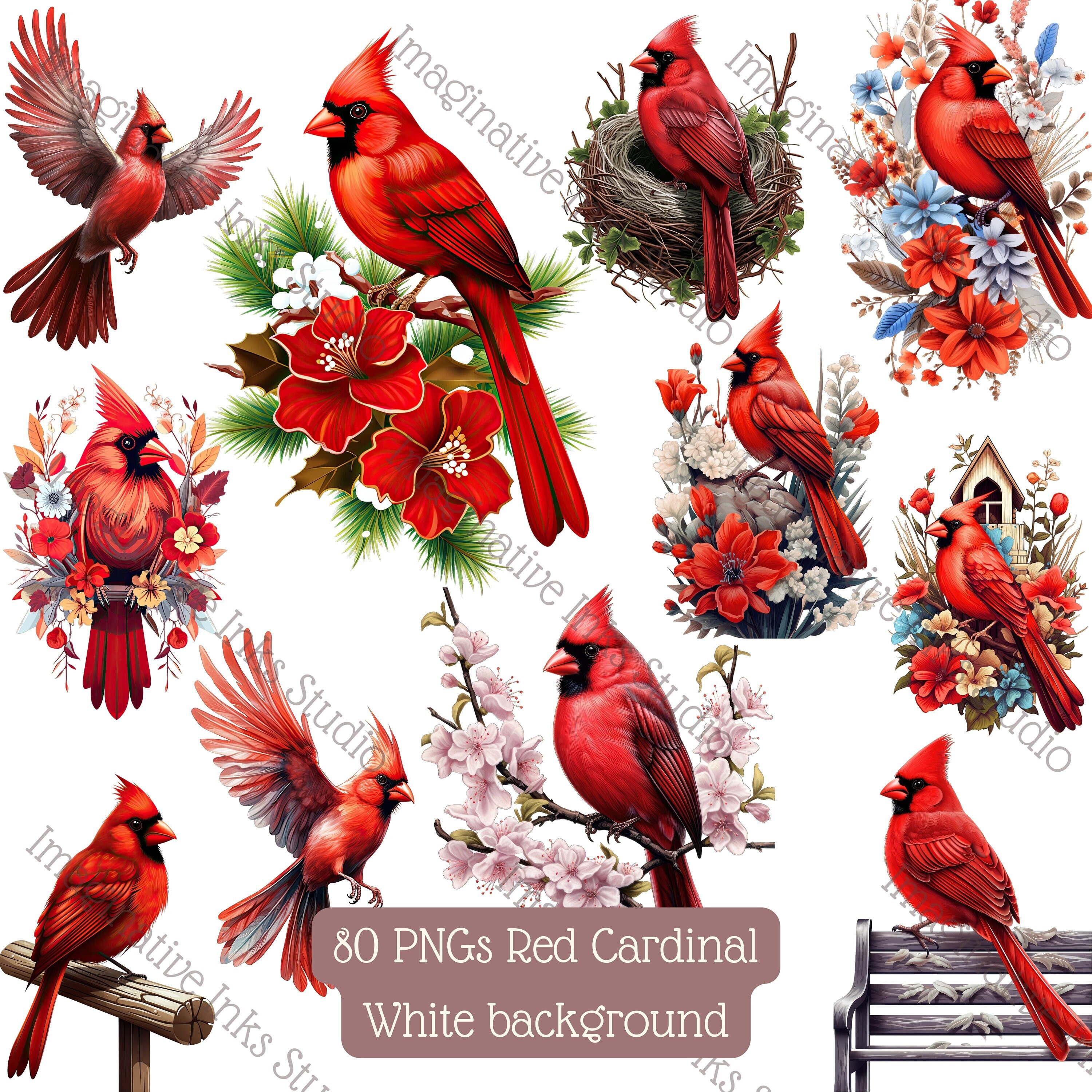 Red Cardinal Clipart PNG Cardinal Bird Boho Flower Red Cardinal ...