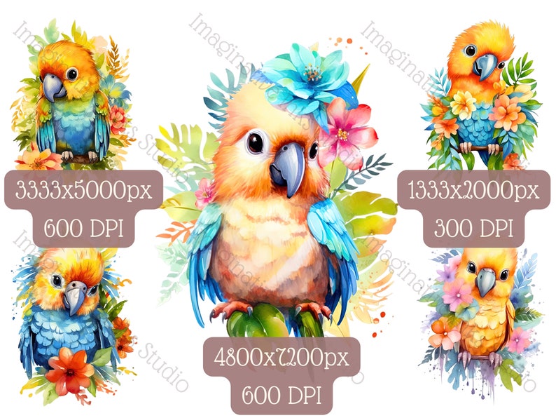 Baby Parrot Clipart PNG Parrot Boho Flower Bird Wall Art Cute - Etsy