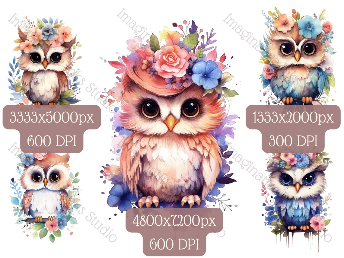 Baby Owl Clipart PNG Superb Owl Boho Flower Bird Wall Art Cute - Etsy