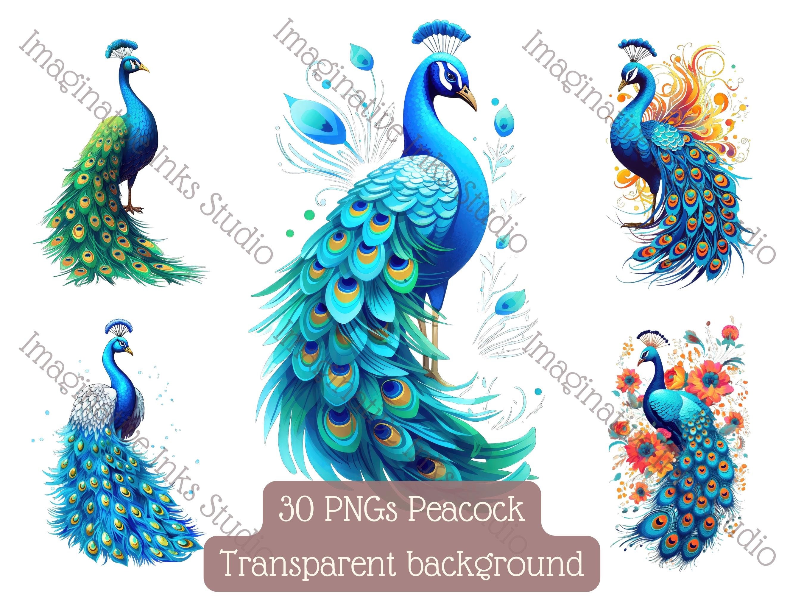 Peacock Clip Art