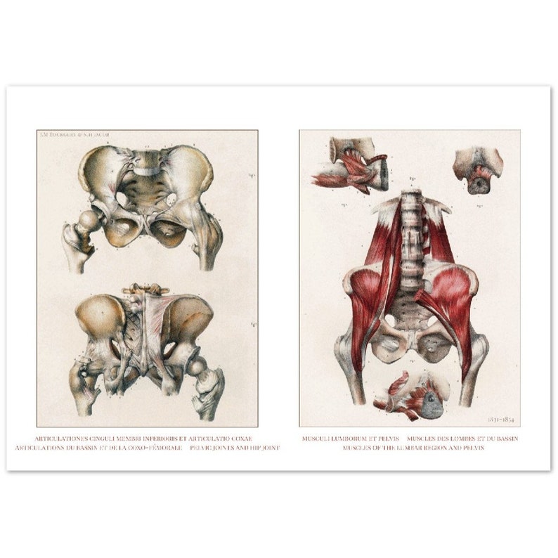 Pelvis and Hip Anatomy Print Anatomical Wall Art Vintage - Etsy