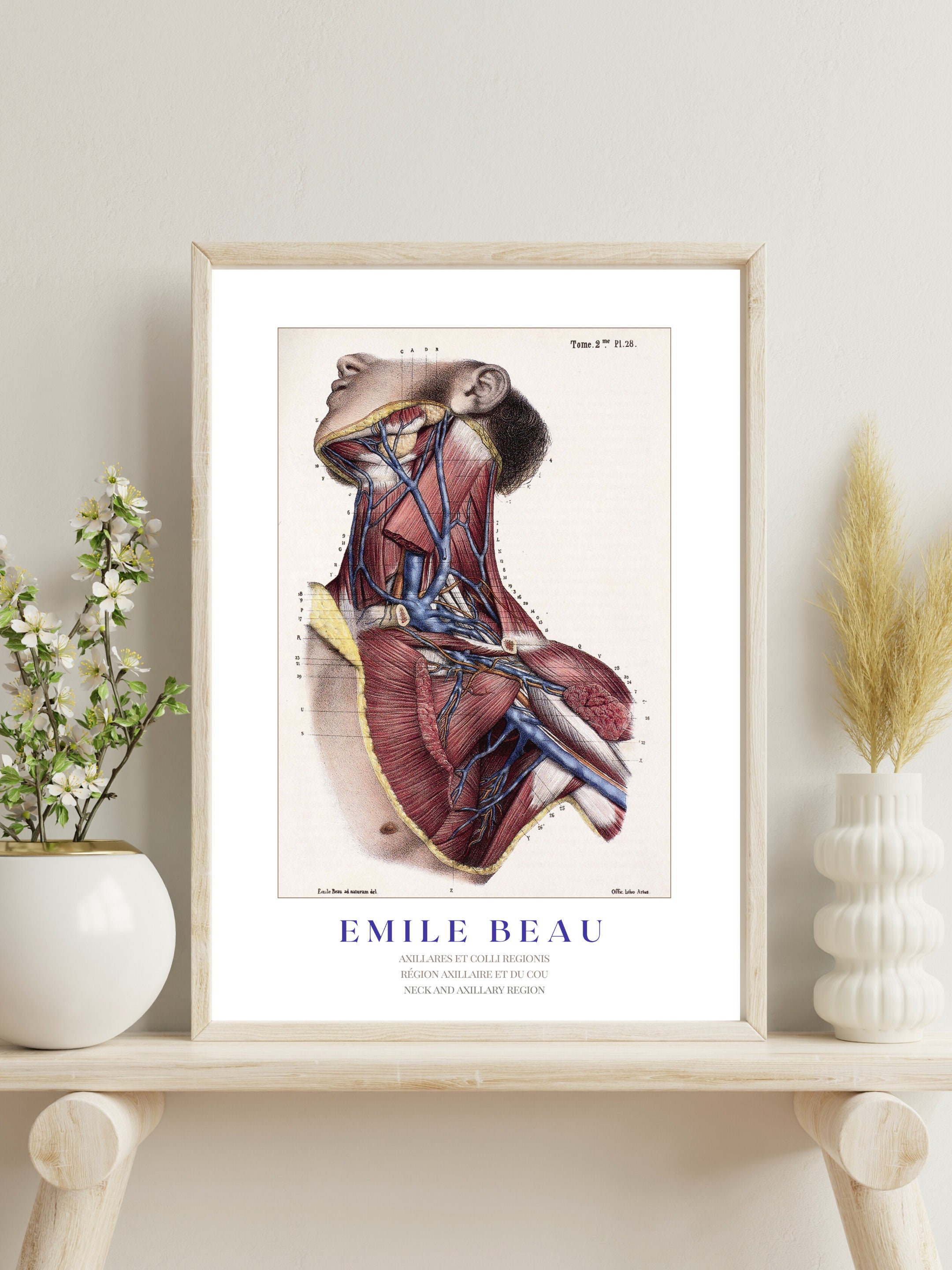Neck and Axillary Region Anatomy Print, Anatomical Wall Art, Vintage ...