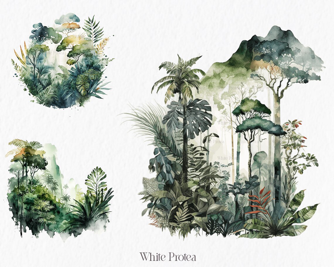 Rainforest Plants Drawings