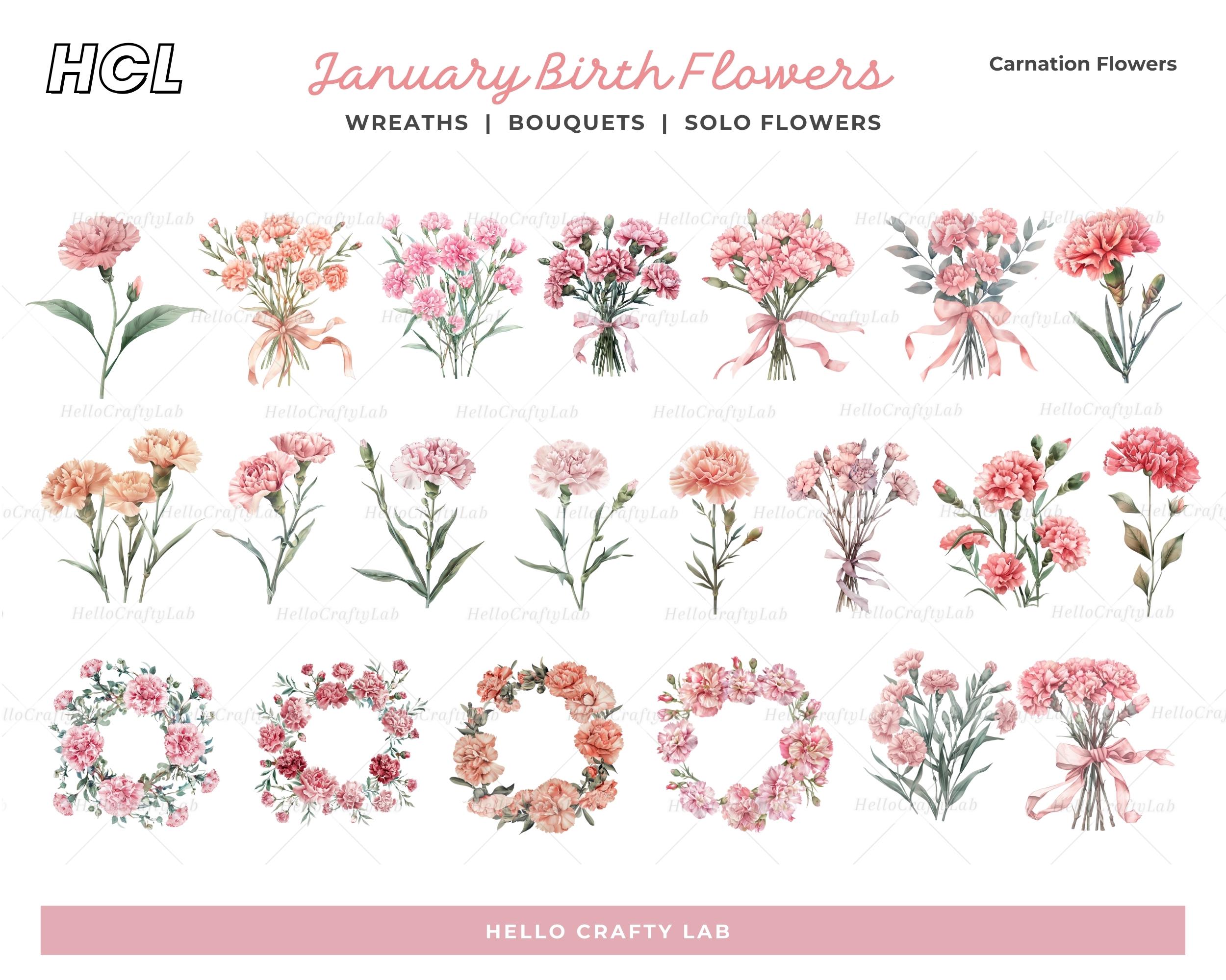 Birth Month Flowers, Carnation, Florals PNG, Watercolor Flowers, Birth ...