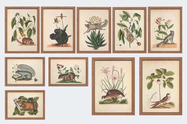Squirrels & Other Animals Studies Set of 10, 6x9 Printables, Antique ...