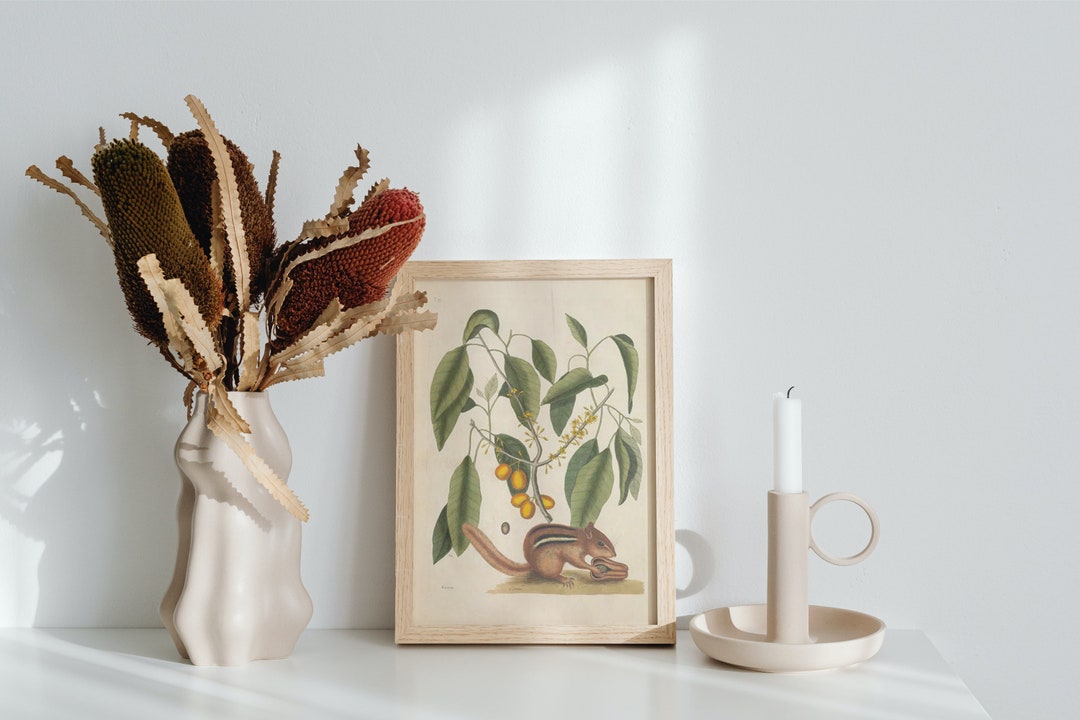 Squirrels & Other Animals Studies Set of 10, 6x9 Printables, Antique ...