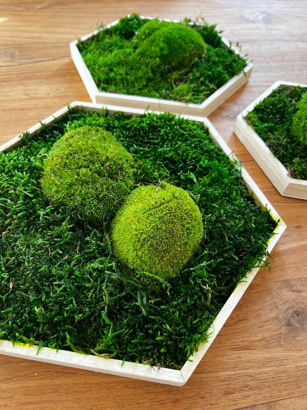 Moss Picture Hexagon Honeycomb Hexagon Flat Moss & Ball Moss - Etsy