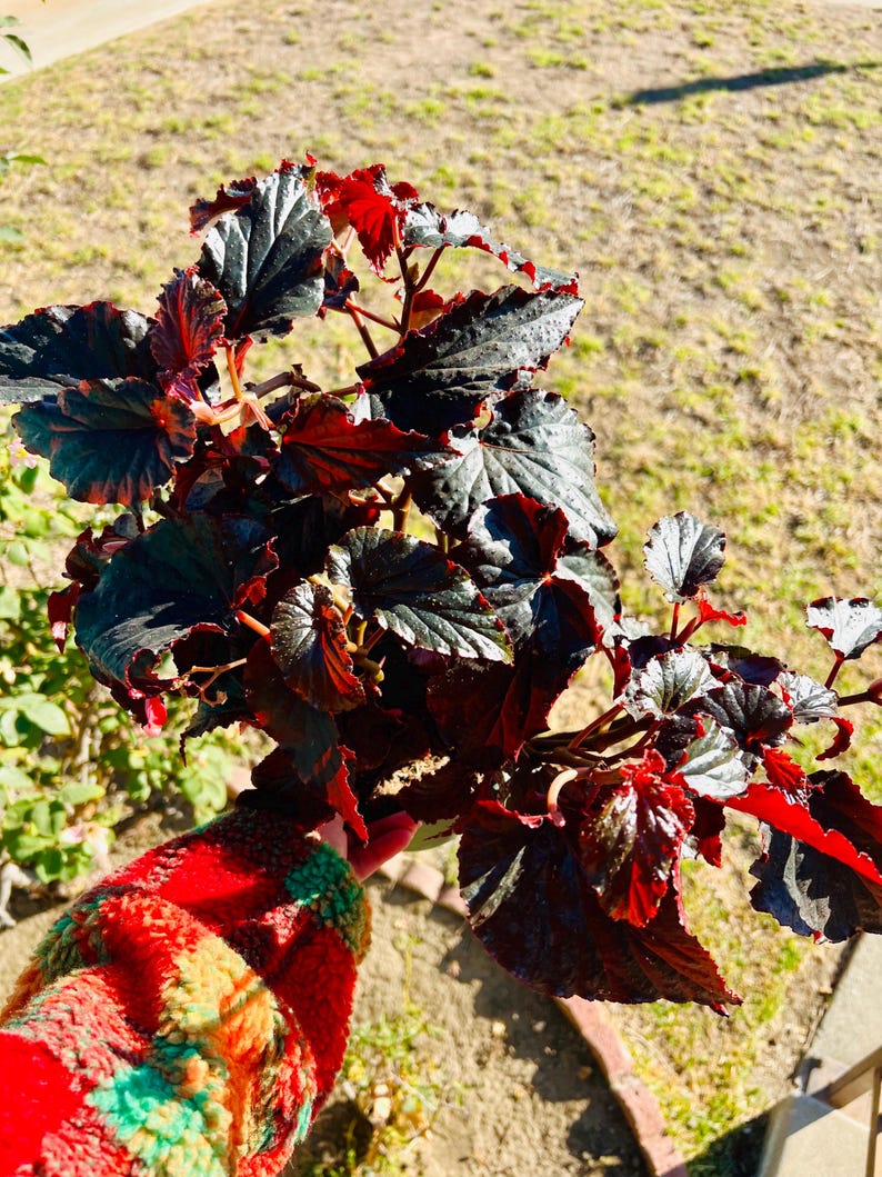 Begonia Rare Black Magic Goth in 6 Inch Pot (live Plant) - Etsy