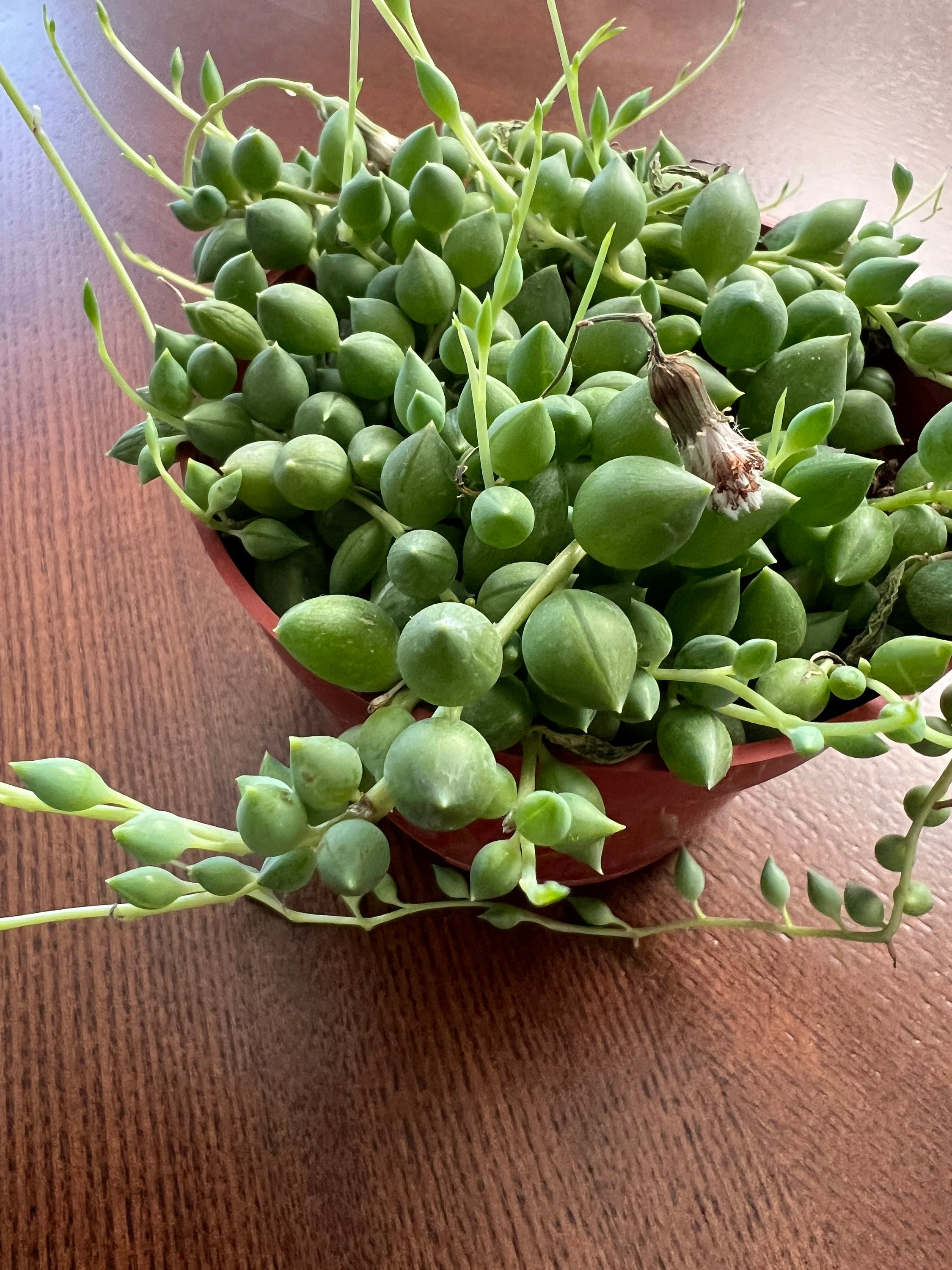 Small String of Raindrops Senecio Hybrid Plant - Etsy