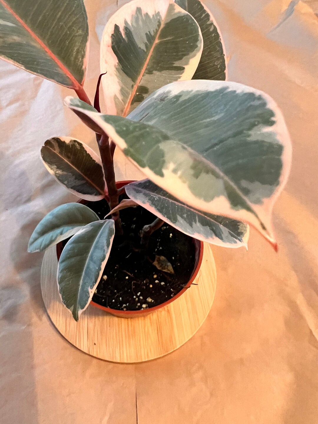 4 Ficus Decora Ruby Pink - Etsy