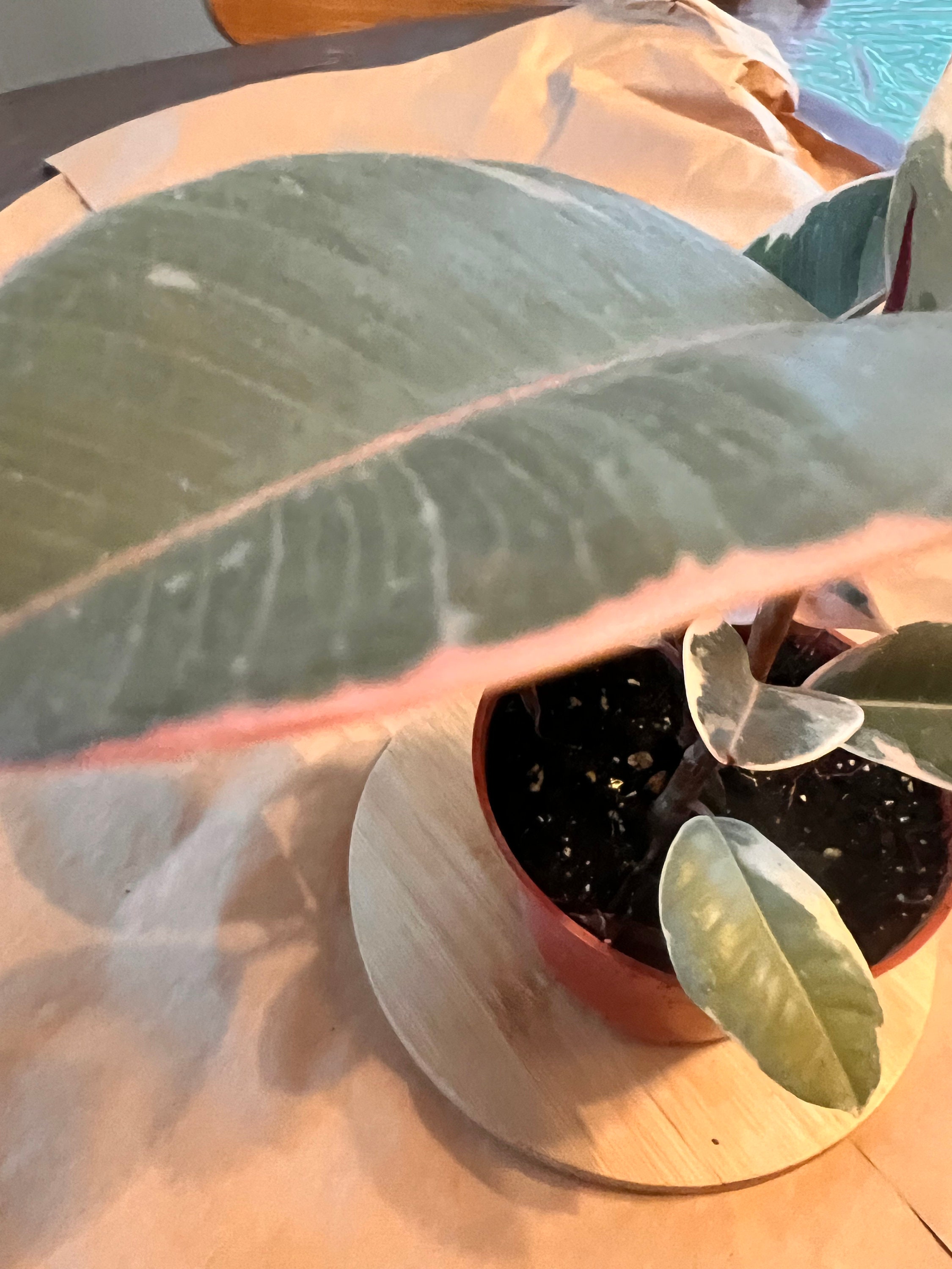 4 Ficus Decora Ruby Pink - Etsy
