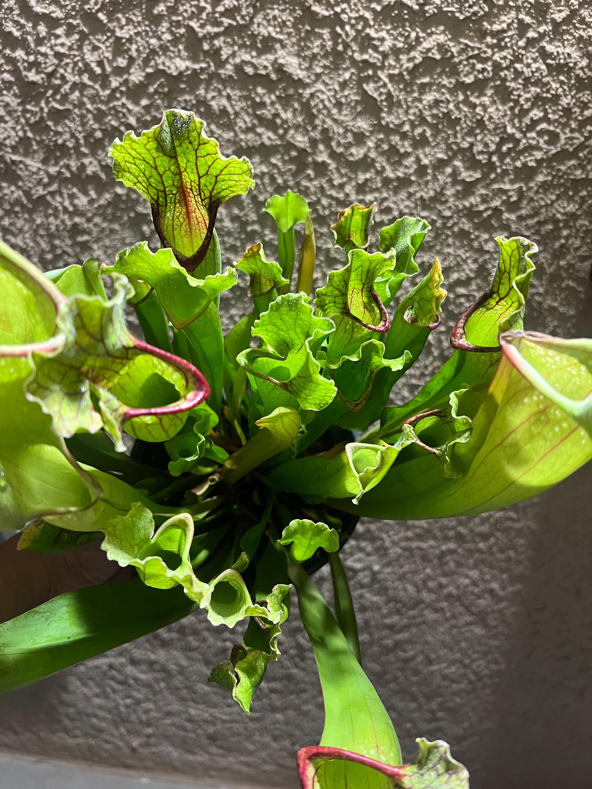 XL 1 Gallon Carnivorous Pitcher Plant Use Rain Water or Distilled Water ...