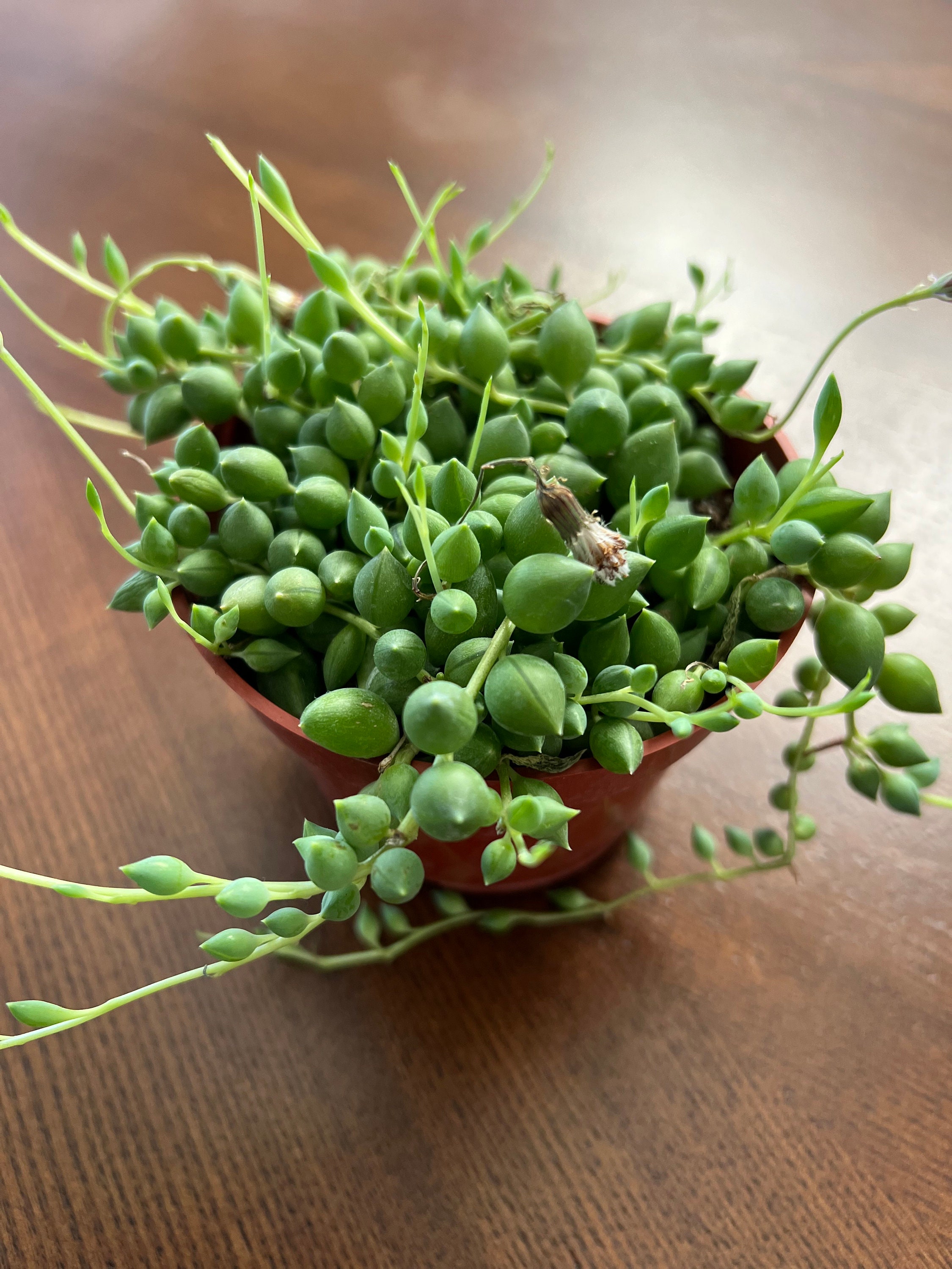 Small String of Raindrops Senecio Hybrid Plant - Etsy