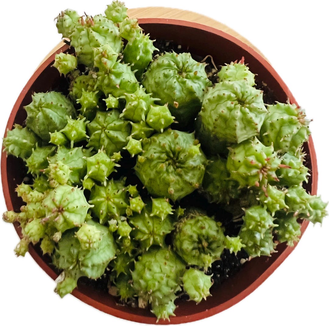 Rare ‘corn Cob Cactus’ Rare LIVE Succulent Euphorbia Mammillaris in 4 ...