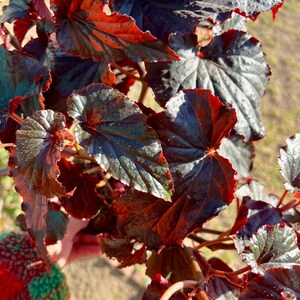 Begonia Rare Black Magic Goth in 6 Inch Pot (live Plant) - Etsy