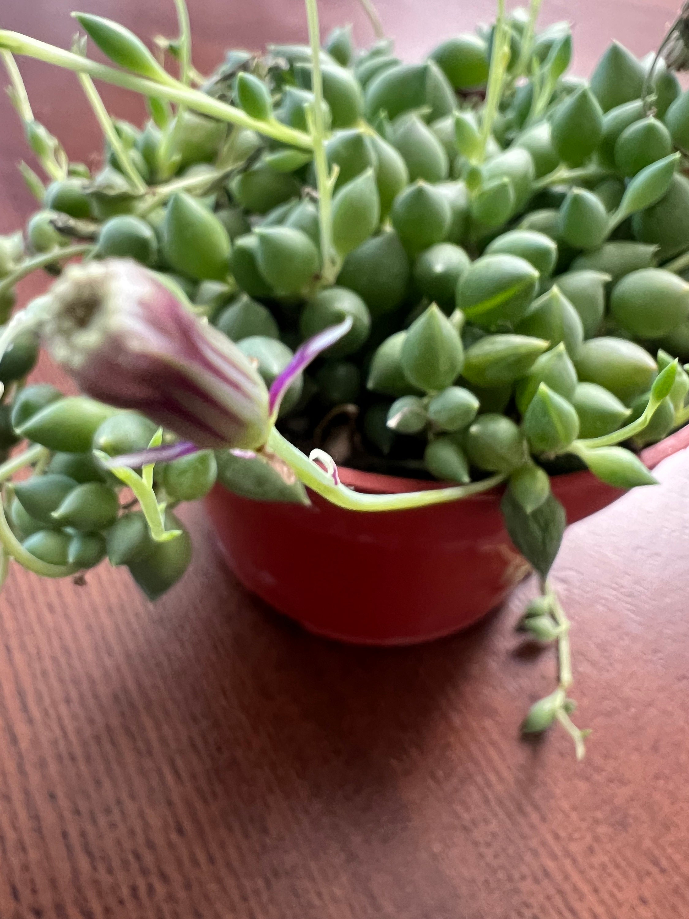 Small String of Raindrops Senecio Hybrid Plant - Etsy