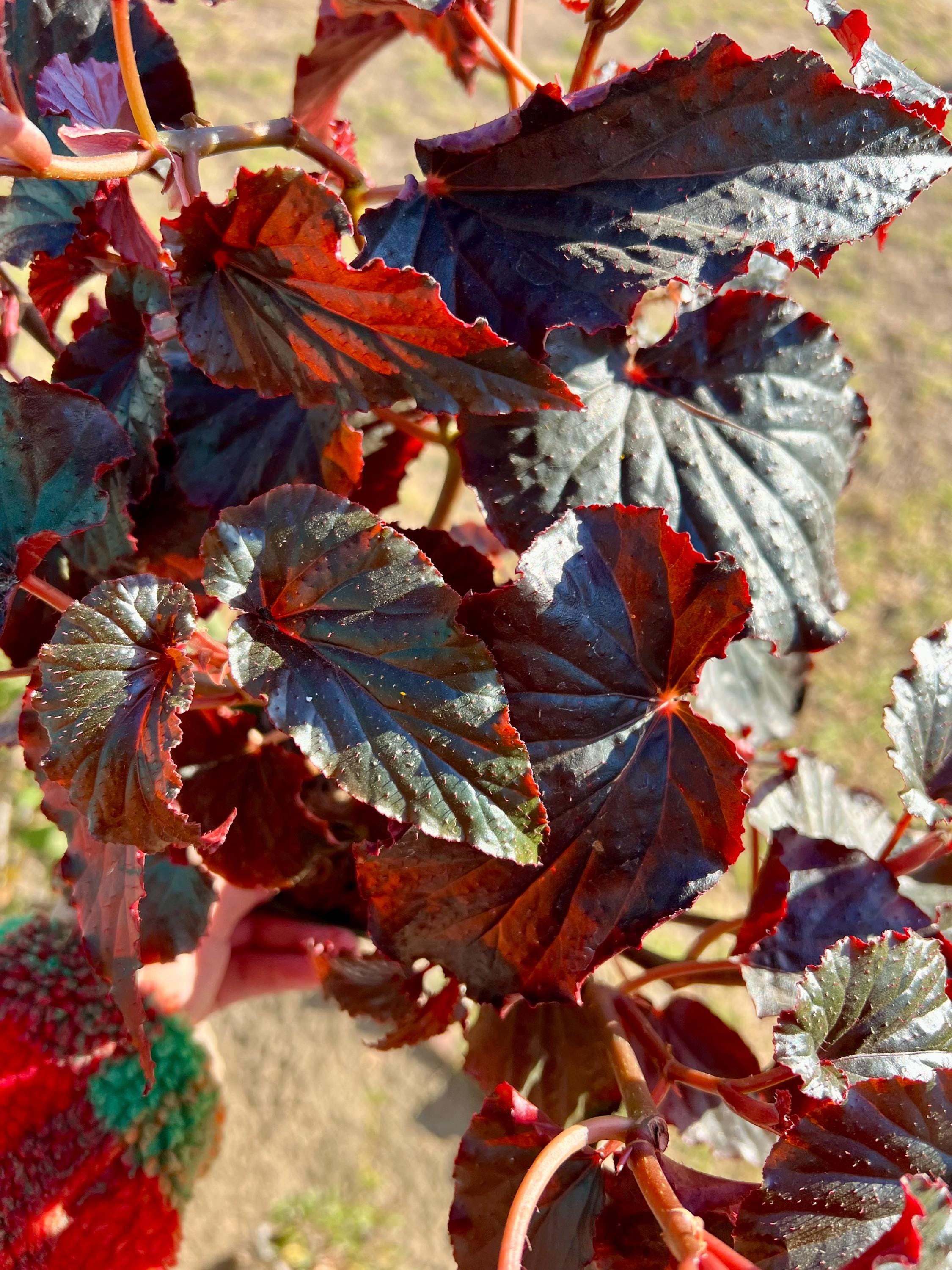 Begonia Rare Black Magic Goth in 6 Inch Pot live Plant - Etsy
