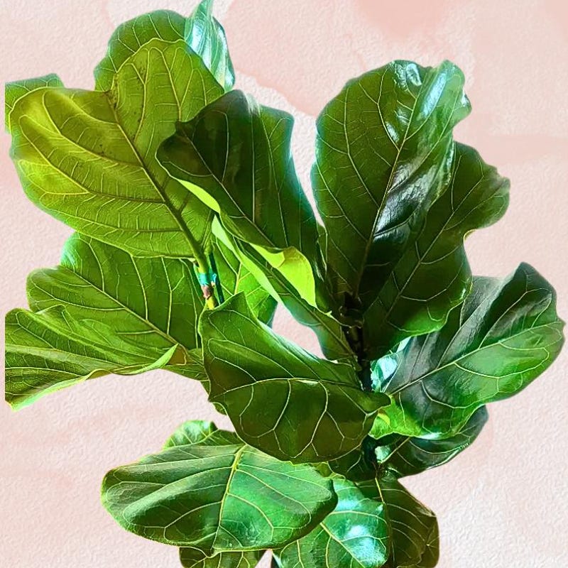 Fiddle Leaf Fig Tree - Etsy