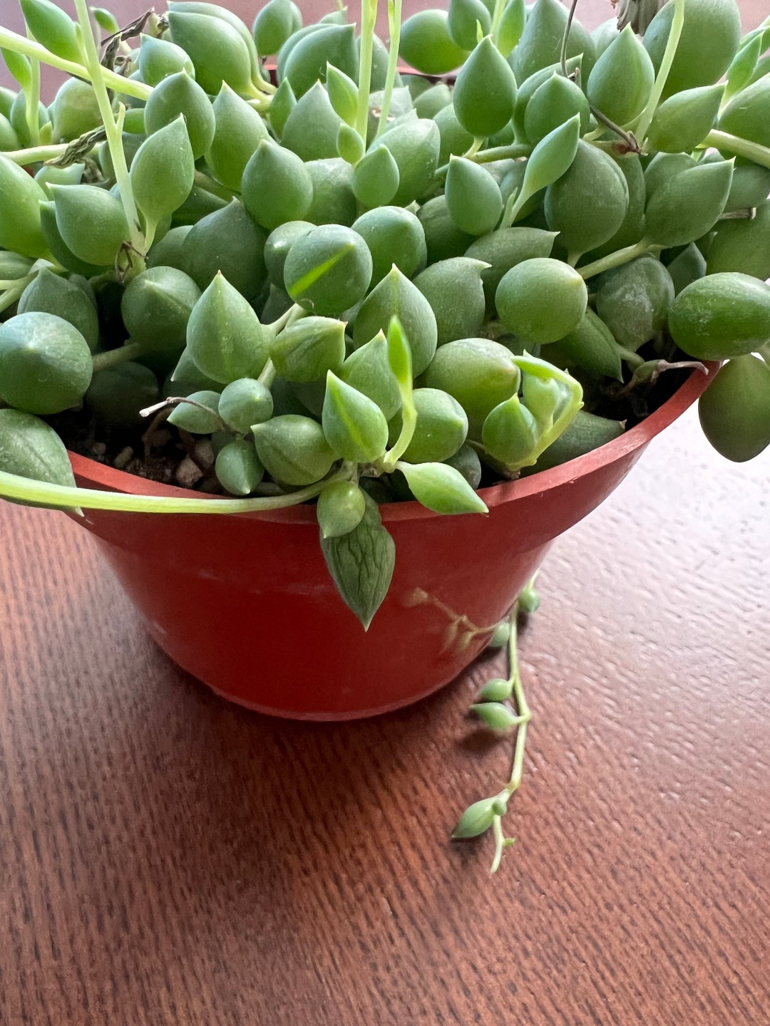 Small String of Raindrops Senecio Hybrid Plant - Etsy