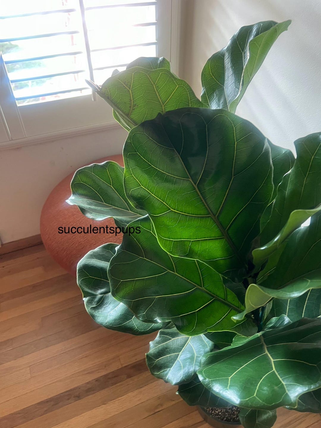 MULTIPLE STEM Fiddle Leaf Fig Tree Live- 2.8 Ft+ With Stake in 8 Inch ...