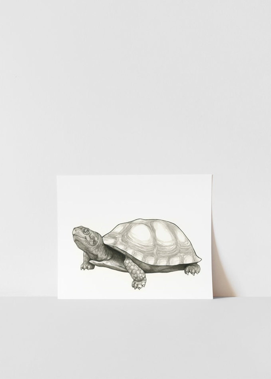 Merv the Turtle Fine Art Print - Etsy