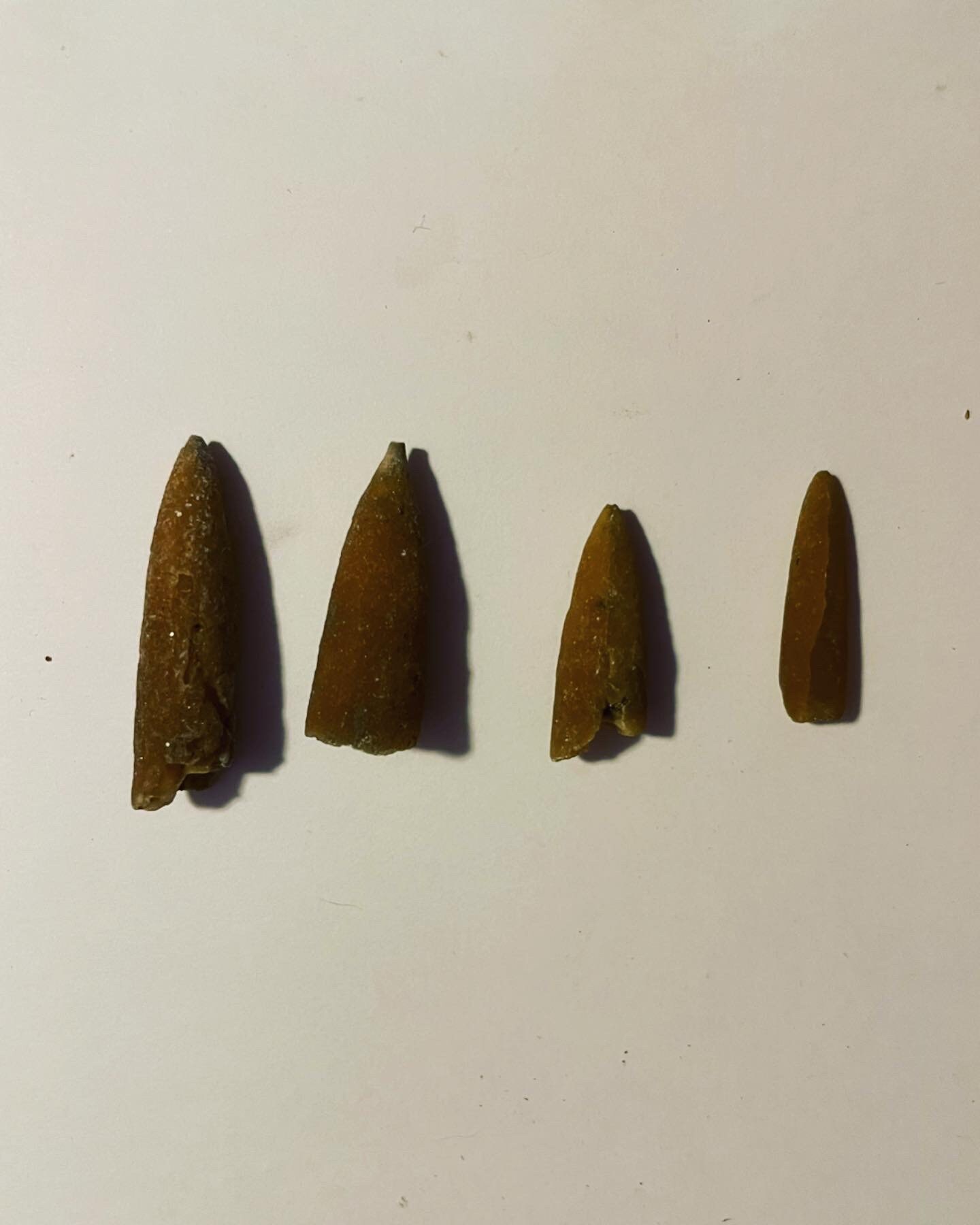 Belemnitida Curio Jars - Etsy