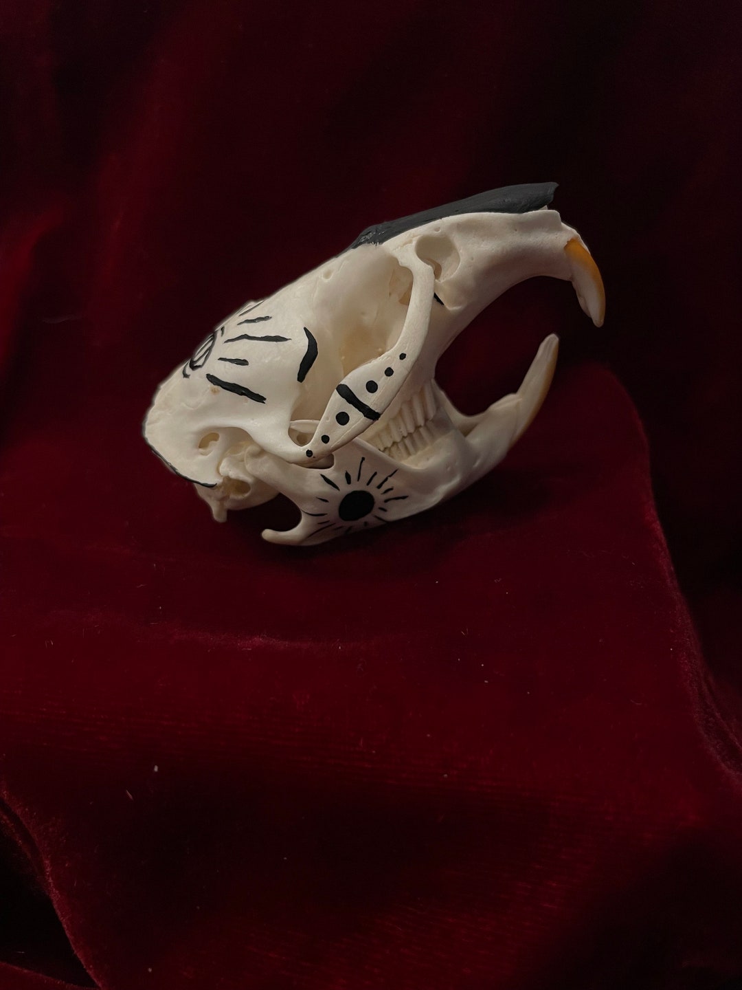 Hand Painted Muskrat Skull With Eye and Sun and Moon Bones and Skulls ...
