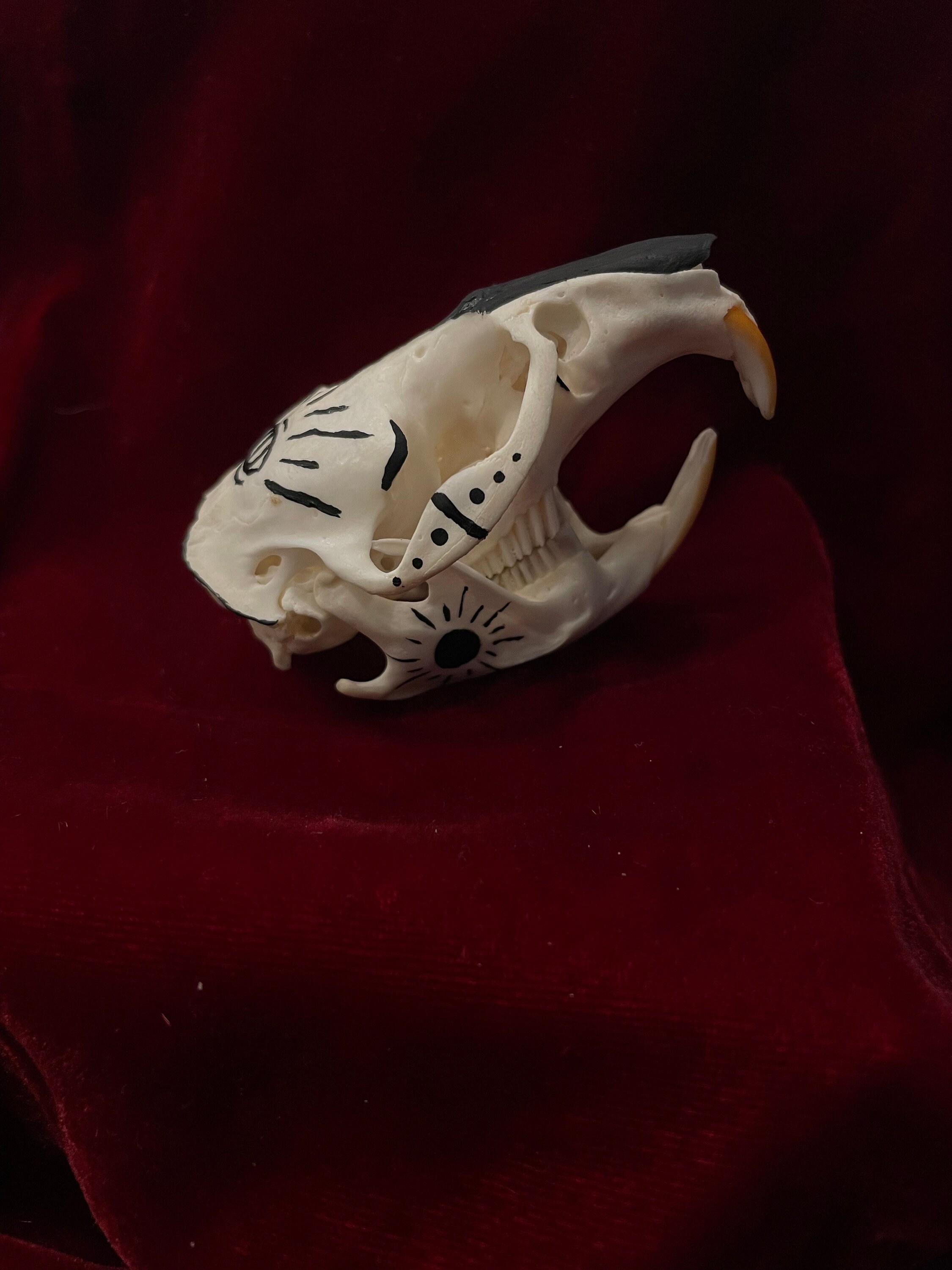Hand Painted Muskrat Skull With Eye and Sun and Moon Bones and Skulls ...