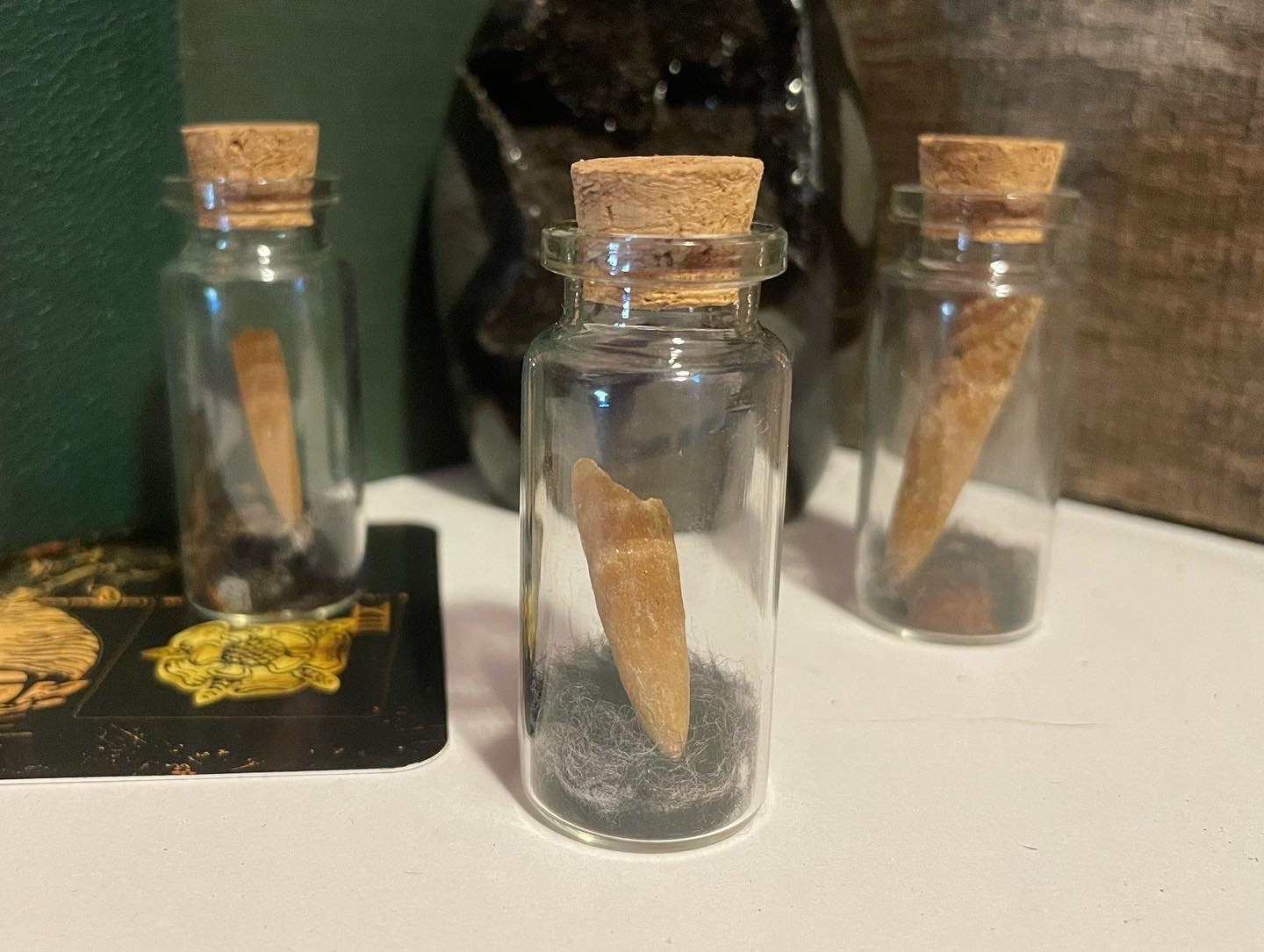 Belemnitida Curio Jars - Etsy