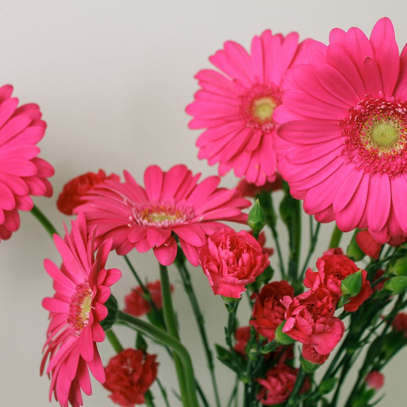 Gerber Daisy - Etsy
