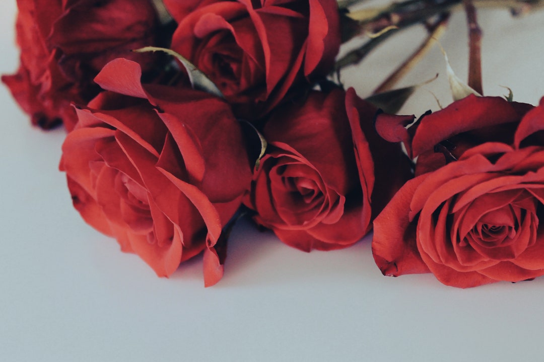 Red Roses No.1 | Digital Download Art Print - Etsy