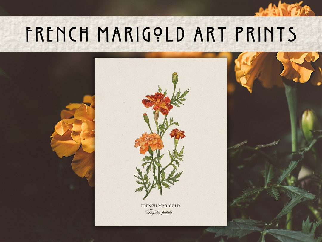 French Marigold Botanical Illustration | Textured Watercolor Matte ...