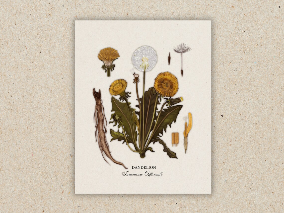 Dandelion Botanical Illustration | Alternative Background | Giclée ...