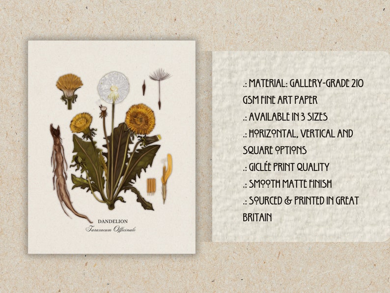 Dandelion Botanical Illustration | Alternative Background | Giclée ...