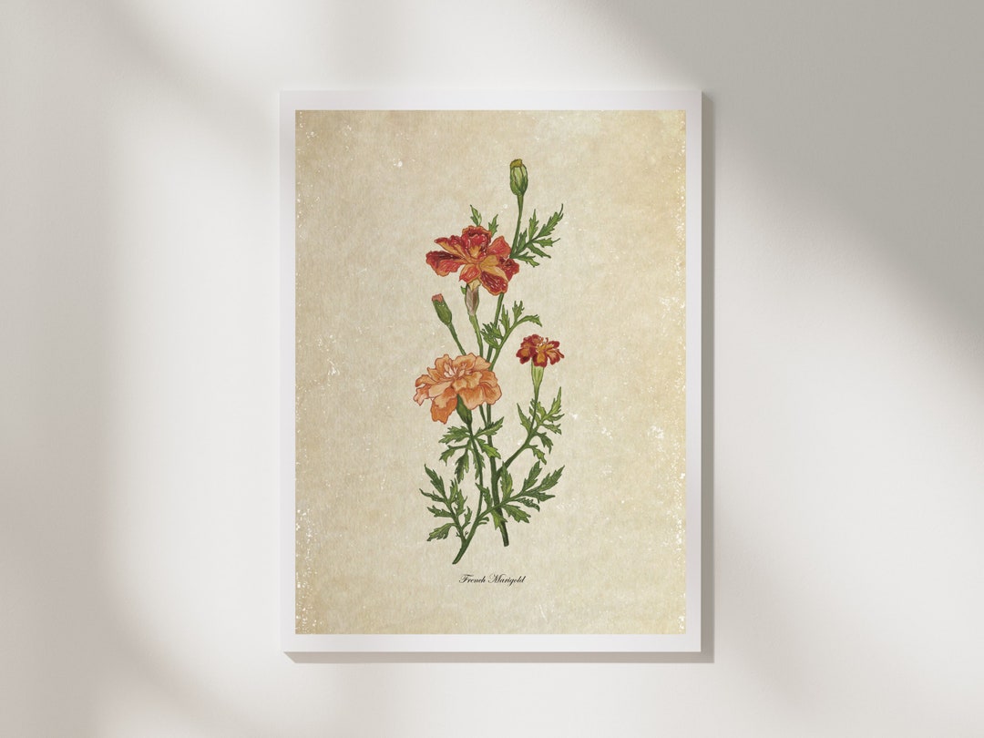 Printable Botanical Art | French Marigold | Vintage Style | Digital ...