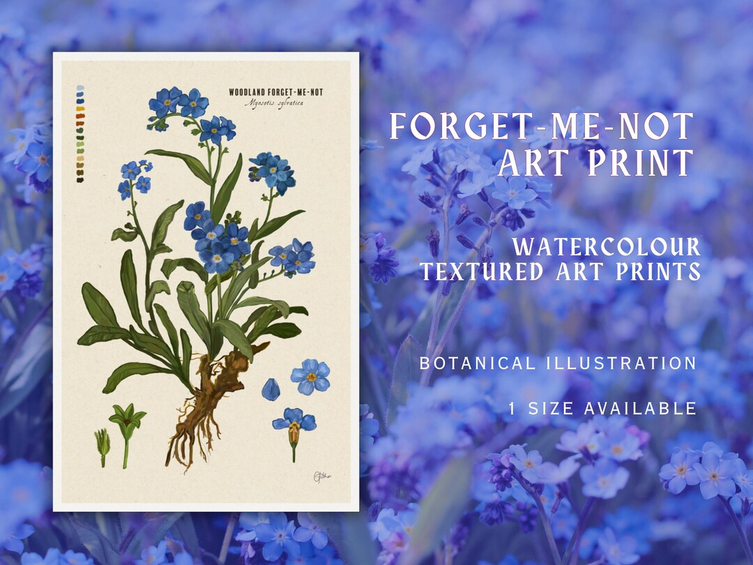 Blue Forget-me-not Botanical Poster | Textured Watercolor Matte Print ...