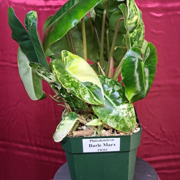 Rare House Plants - Etsy