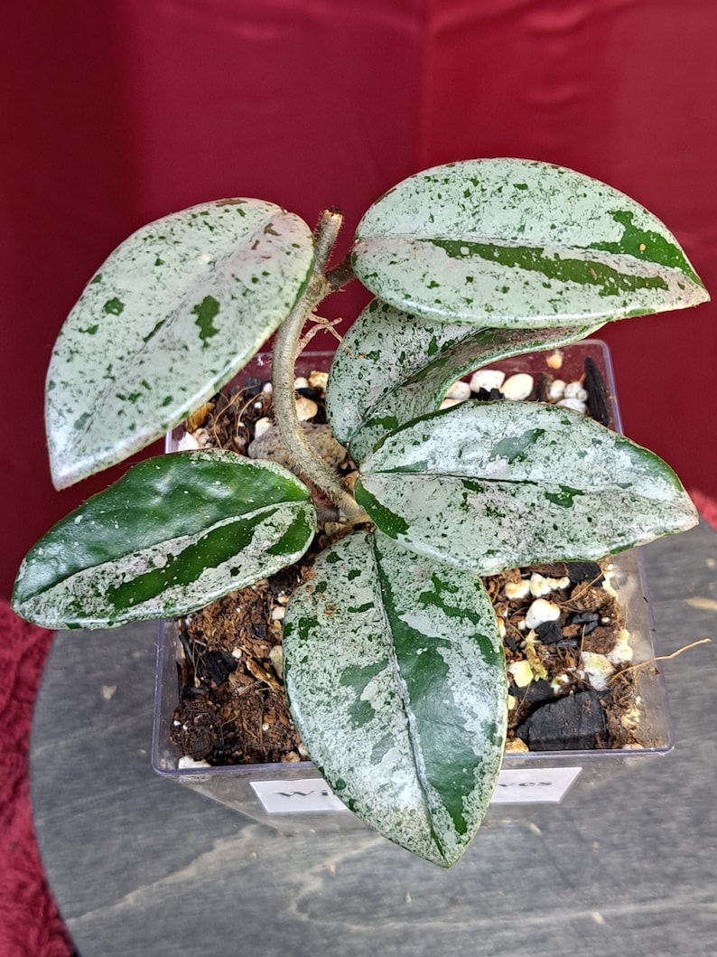 Hoya Wilbur Graves China WGC1 High Splash Beautiful - Etsy