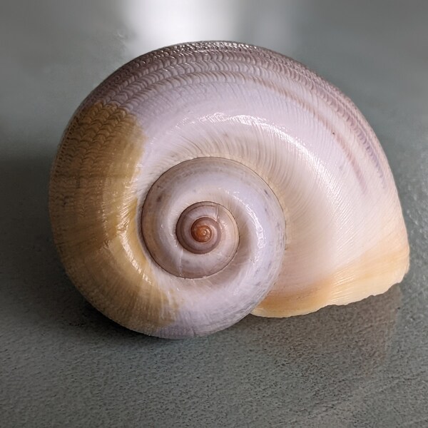 Apple Snail Shell - Etsy