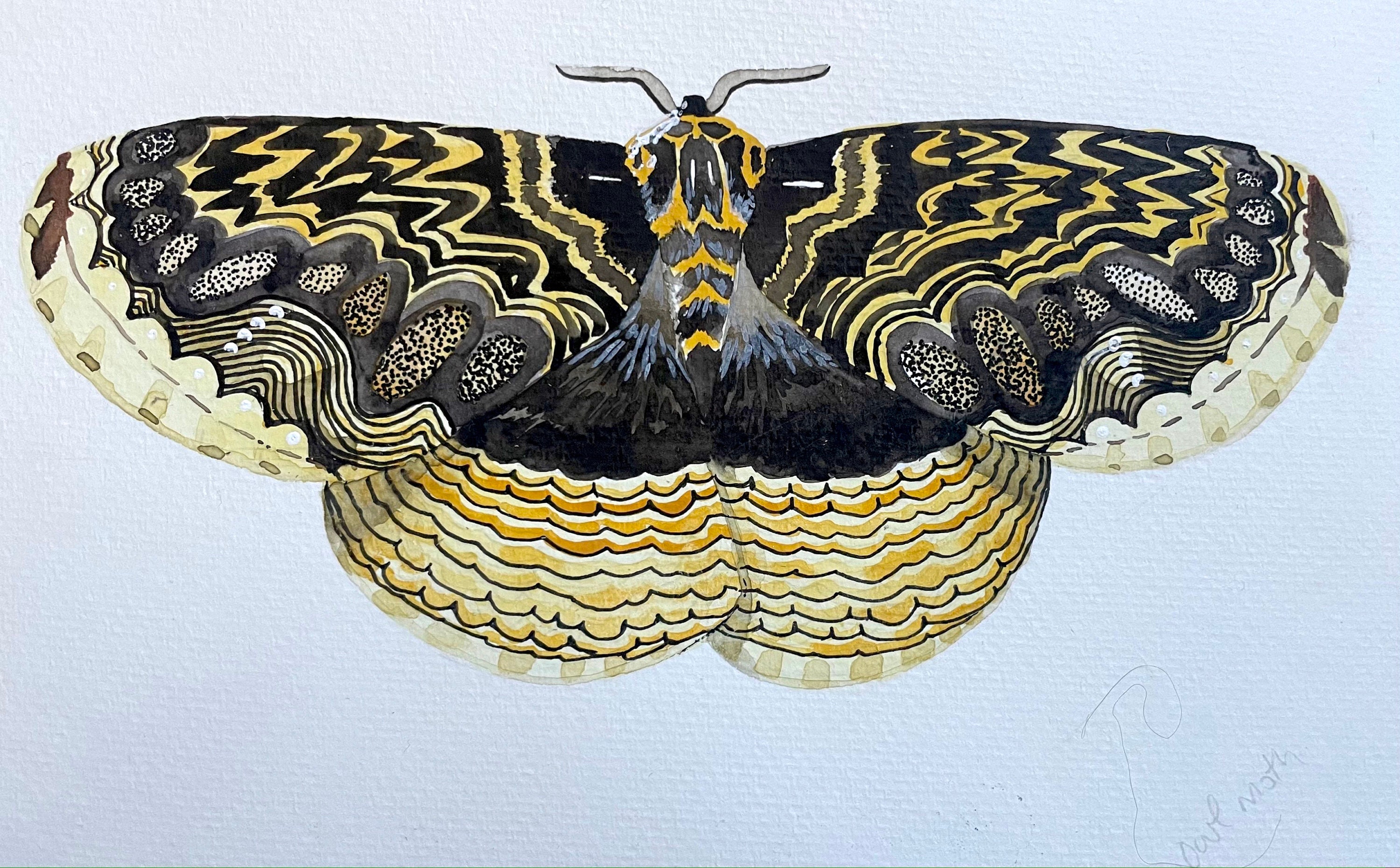 Black and Gold Owl Moth Watercolour Art Print 8x11 Moth - Etsy