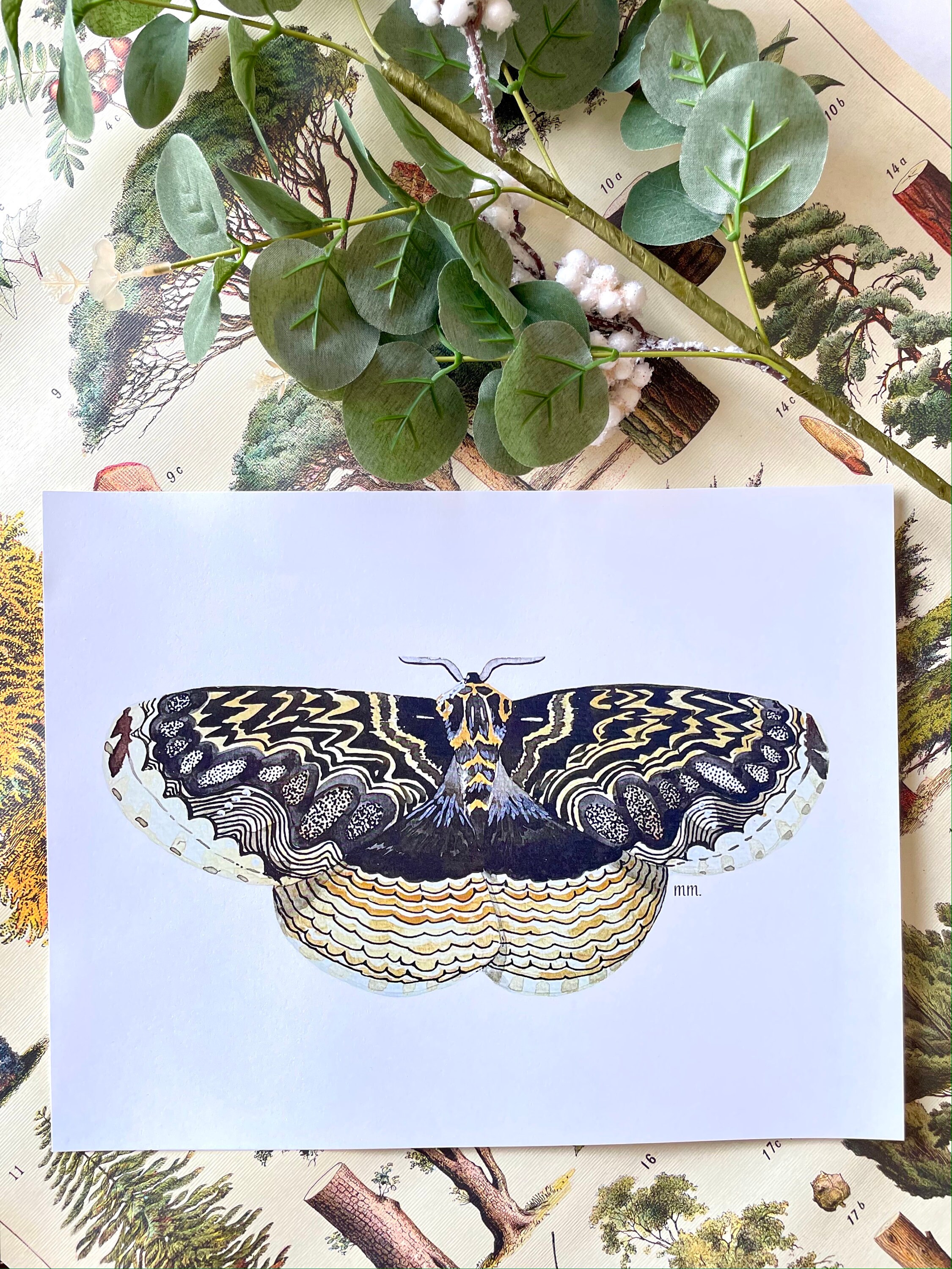 Black and Gold Owl Moth Watercolour Art Print 8x11 Moth - Etsy