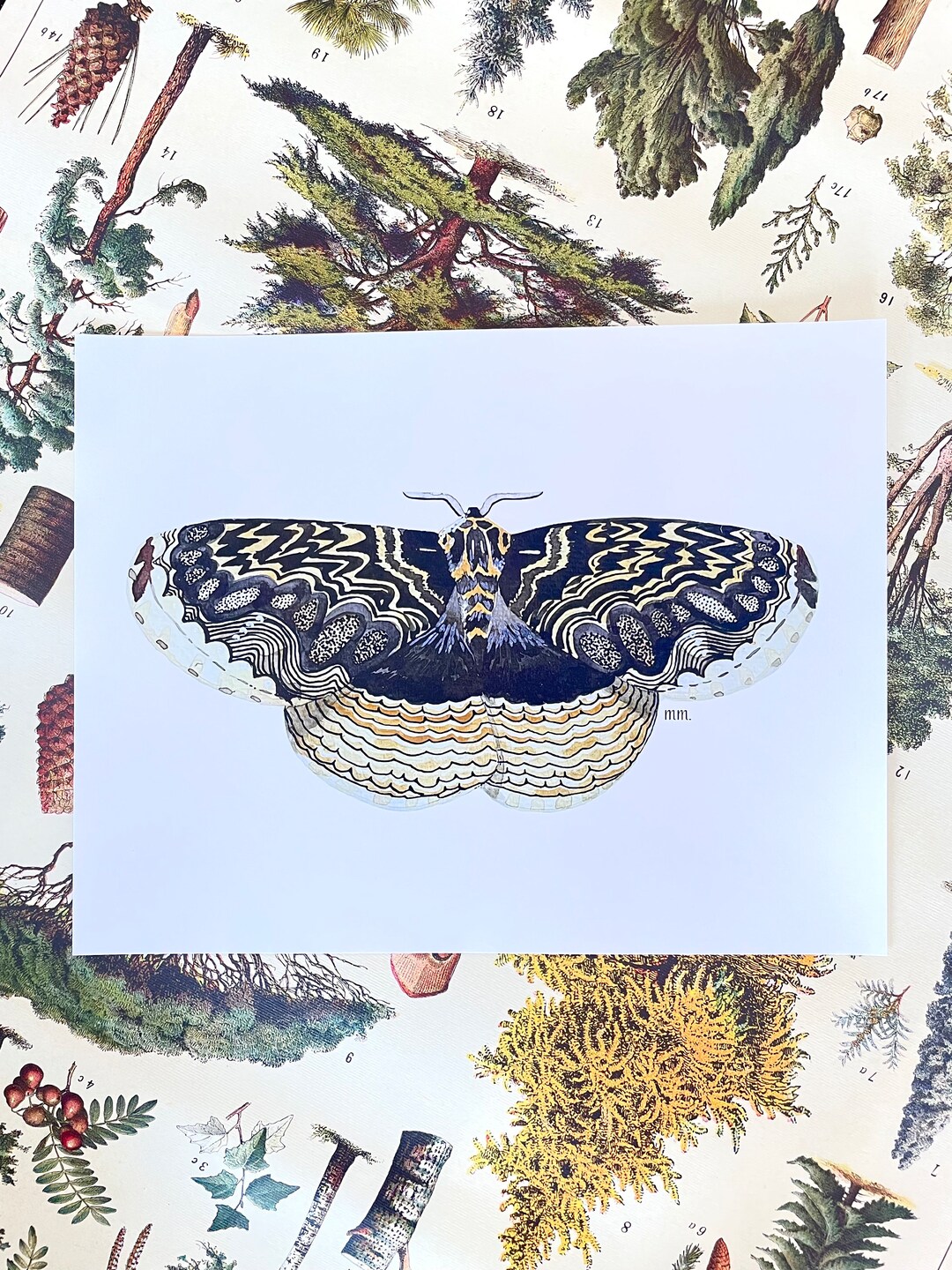 Black and Gold Owl Moth Watercolour Art Print | 8x11 Moth Print | Moths ...