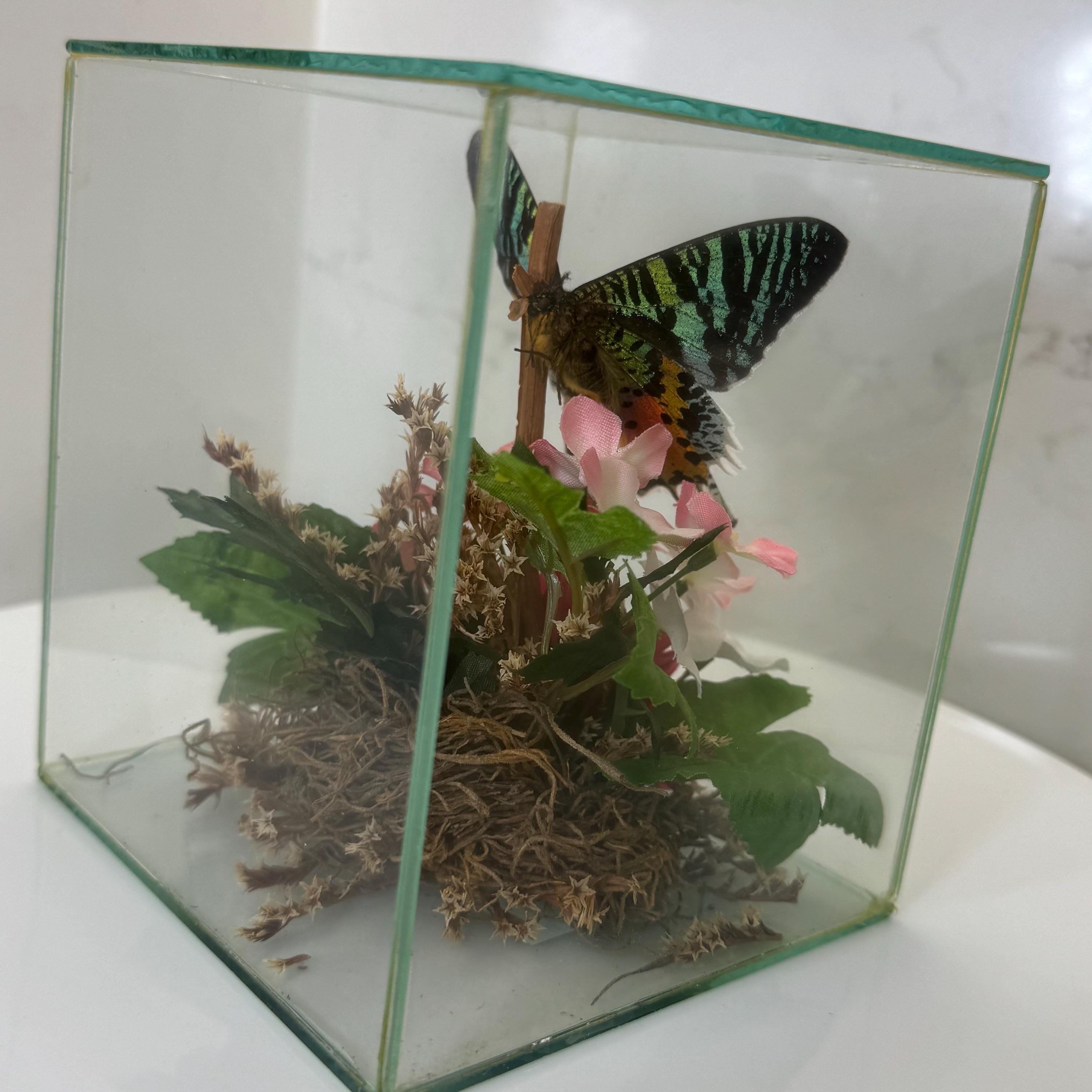 Vintage Glass Display With Sunset Moth Butterfly and Flowers - Etsy