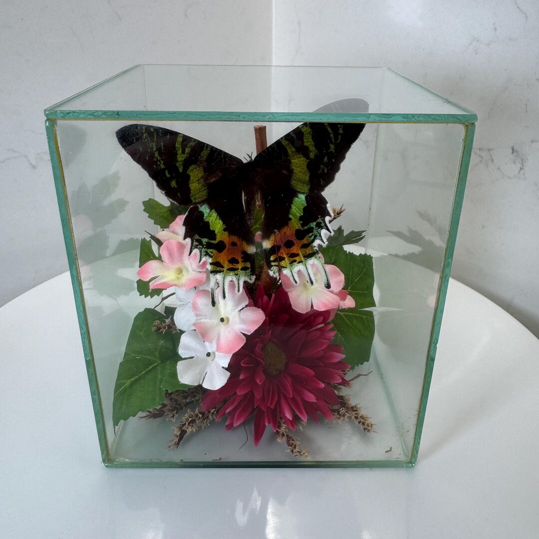 Vintage Glass Display With Sunset Moth Butterfly and Flowers - Etsy