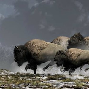 Bison Stampede, Buffalo Themed Art Print - Etsy